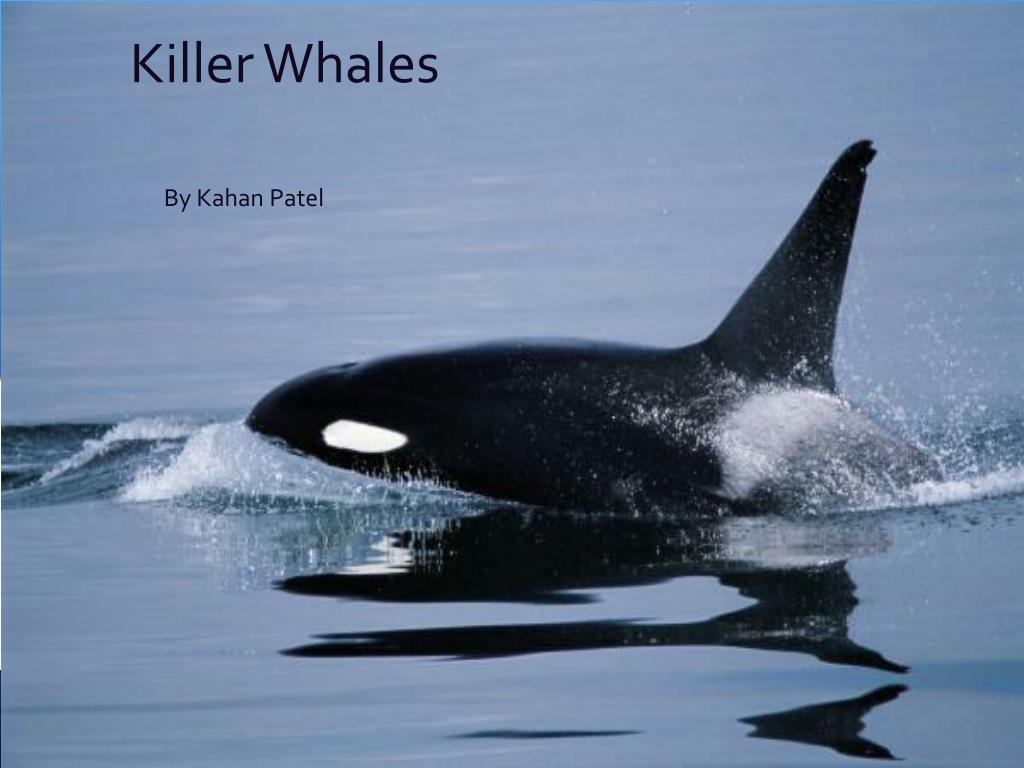 PPT - Killer Whales PowerPoint Presentation, free download - ID:4865503