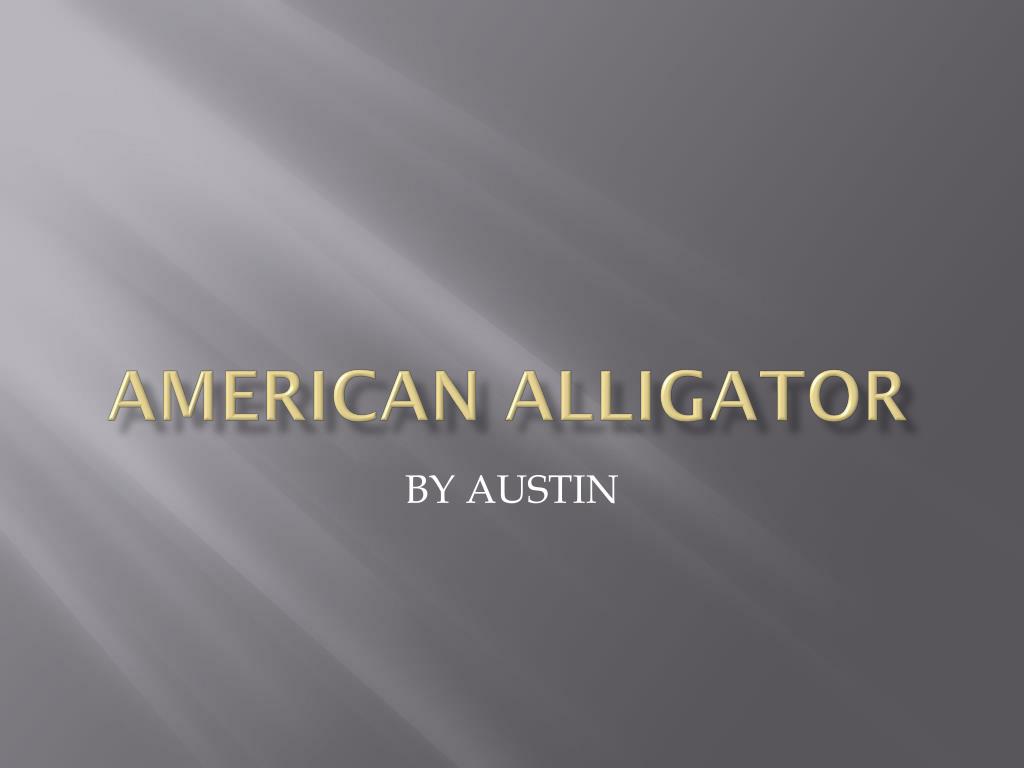 PPT - American ALLIGATOR PowerPoint Presentation, free download - ID ...
