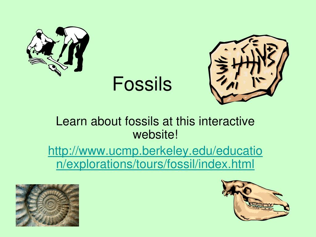 PPT - Fossils PowerPoint Presentation, free download - ID:4869403