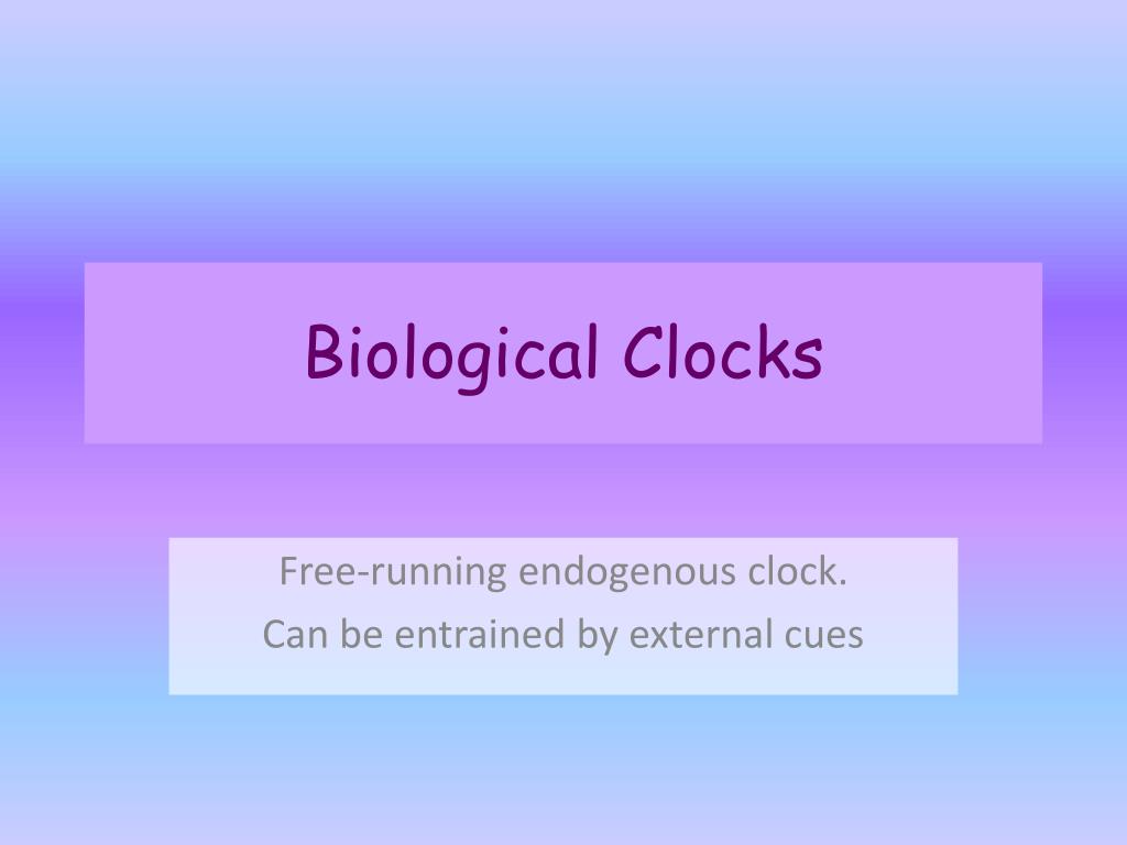PPT - Biological Clocks PowerPoint Presentation, free download - ID:4869584