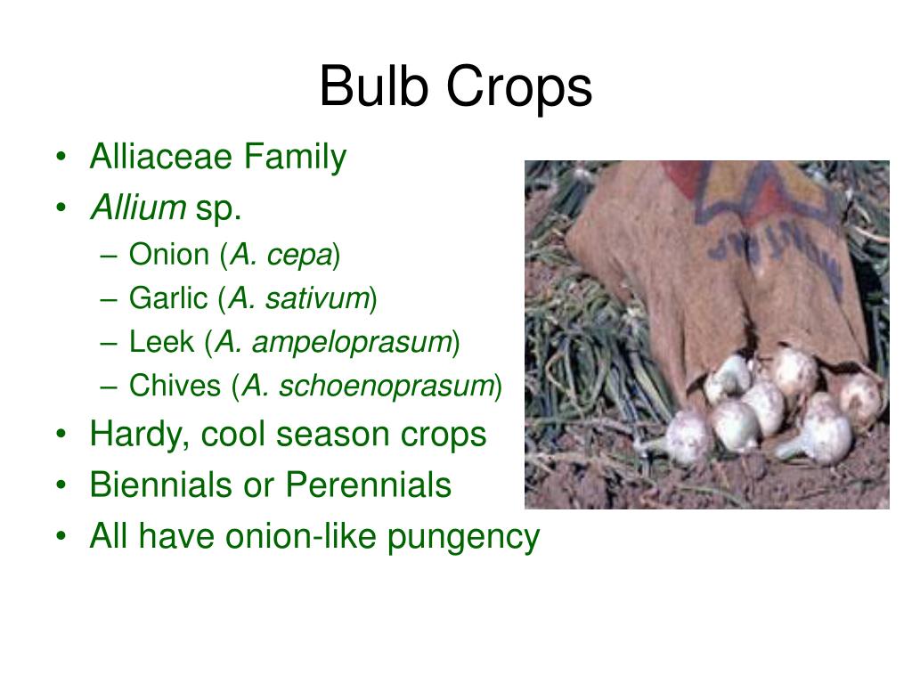 PPT - Bulb Crops PowerPoint Presentation, free download - ID:4877760