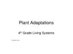 PPT - Plant Adaptations PowerPoint Presentation, free download - ID:2454148