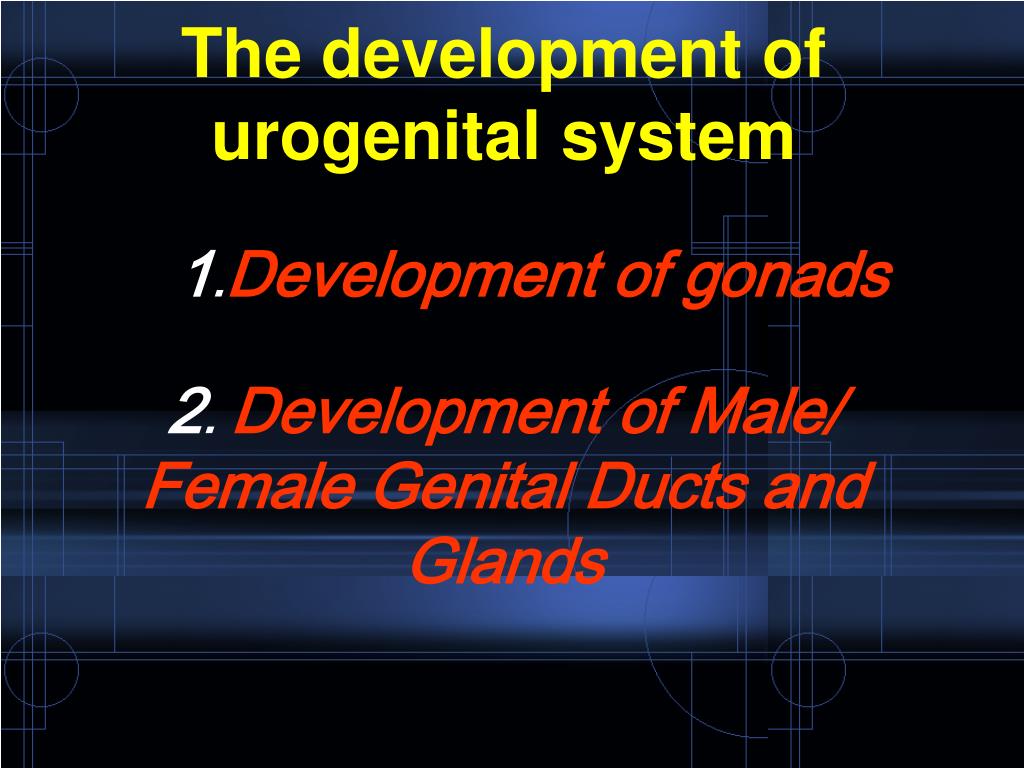 PPT - Development of gonads PowerPoint Presentation, free download - ID ...