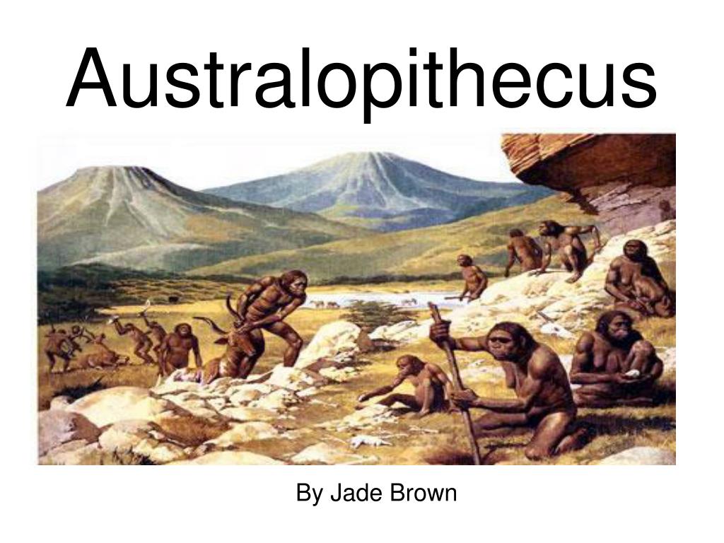 PPT - Australopithecus PowerPoint Presentation, free download - ID:4881253