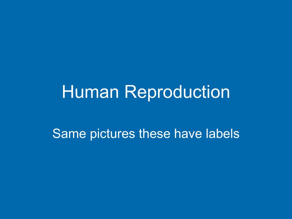 PPT - Human Reproduction PowerPoint Presentation, free download - ID ...