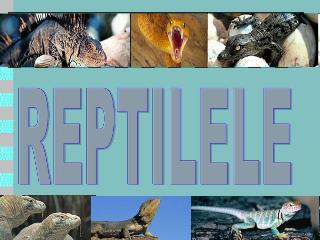 PPT - REPTILELE PowerPoint Presentation, free download - ID:4885124