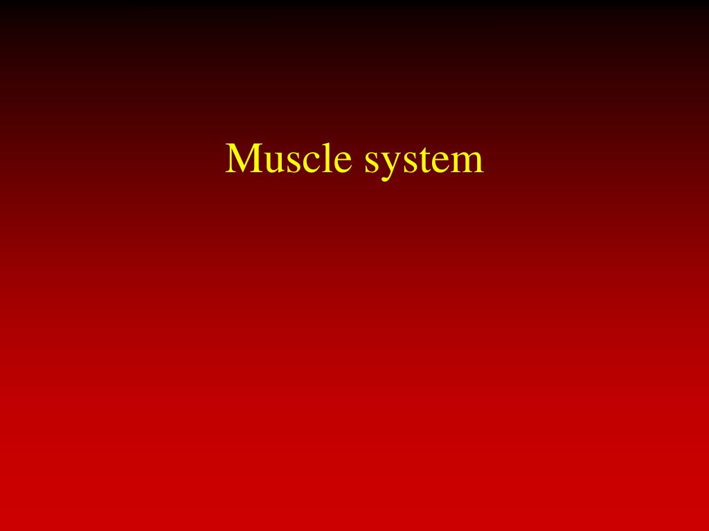 PPT - Muscle system PowerPoint Presentation, free download - ID:4889090