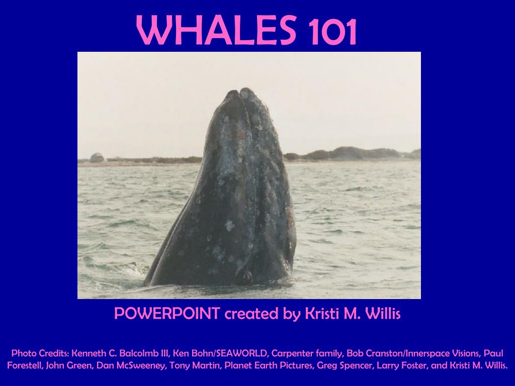 PPT - WHALES 101 PowerPoint Presentation, free download - ID:4903150