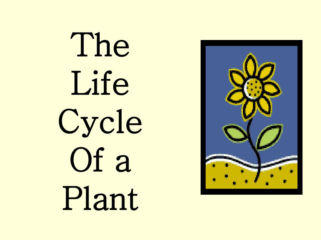 PPT - The Life Cycle Of a Plant PowerPoint Presentation, free download ...