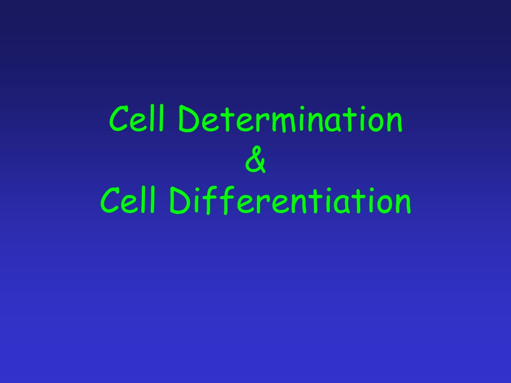 PPT - Cell Determination & Cell Differentiation PowerPoint Presentation ...