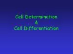 PPT - Cell Differentiation PowerPoint Presentation, free download - ID ...