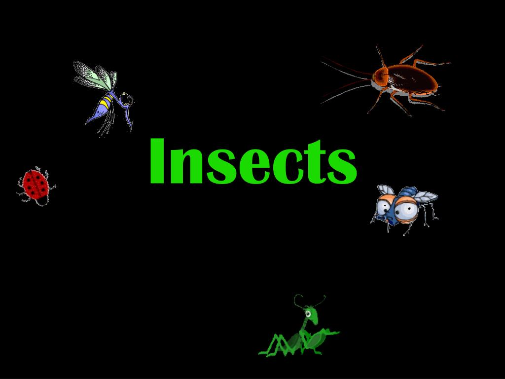 PPT - Insects PowerPoint Presentation, free download - ID:4915285