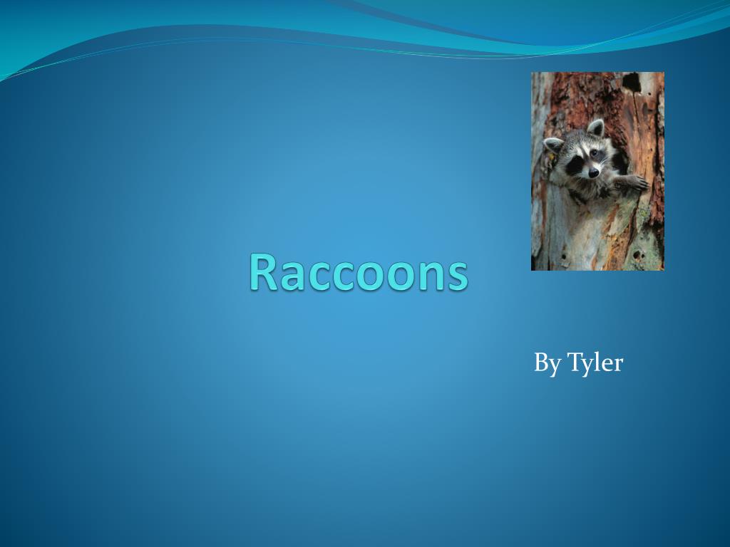 PPT - Raccoons PowerPoint Presentation, free download - ID:4915490