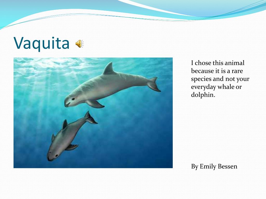 PPT - Vaquita PowerPoint Presentation, free download - ID:4917500
