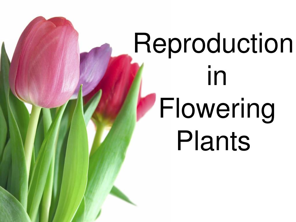 PPT - Reproduction in Flowering Plants PowerPoint Presentation, free ...