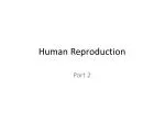 PPT - Human Reproduction PowerPoint Presentation, free download - ID ...