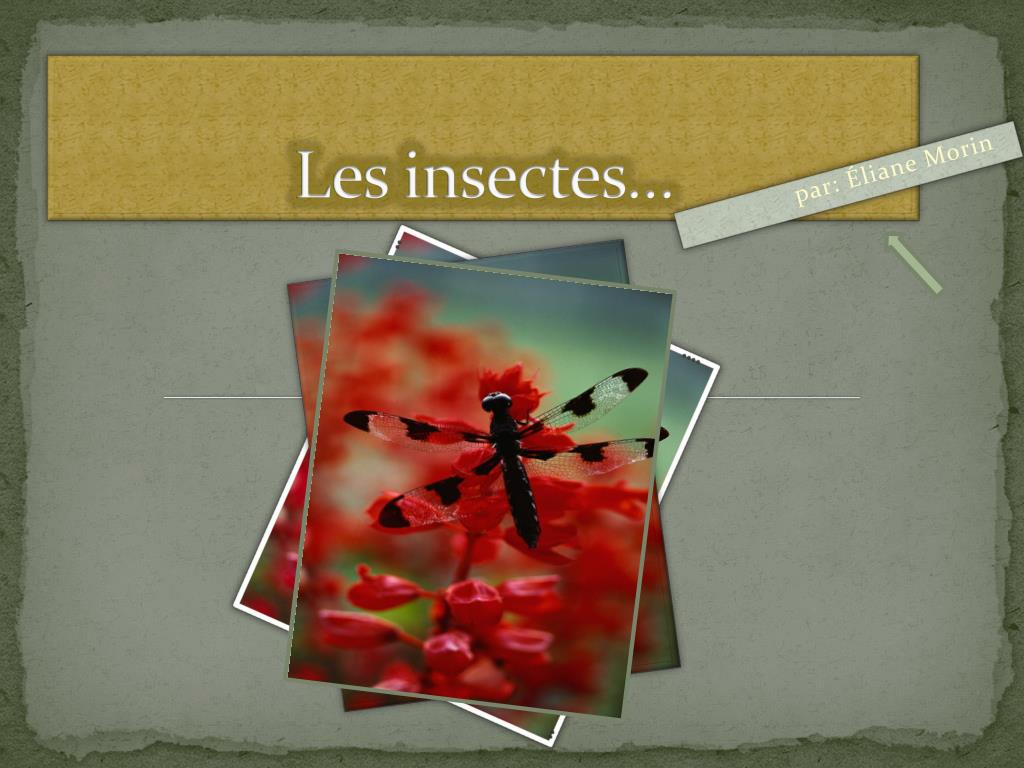 PPT - Les insectes… PowerPoint Presentation, free download - ID:4925086