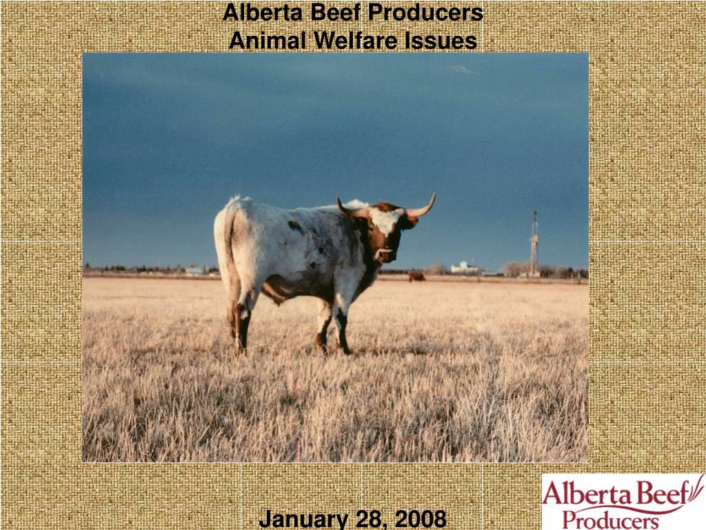 PPT - Alberta Beef Producers Animal Welfare Issues PowerPoint ...