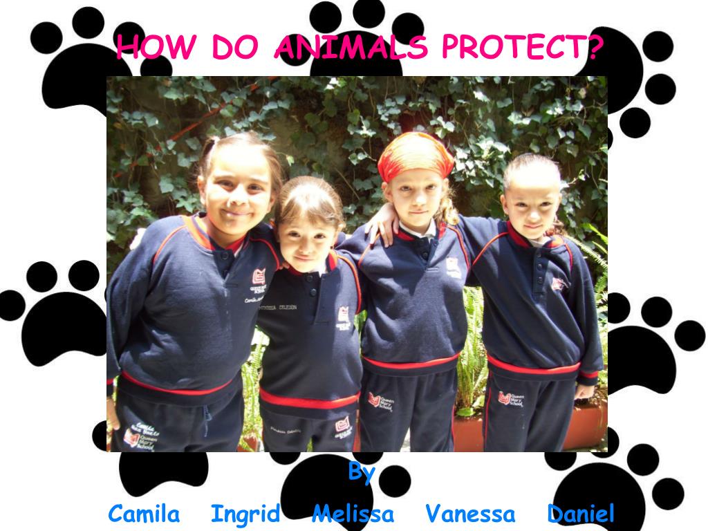 PPT - HOW DO ANIMALS PROTECT? PowerPoint Presentation, free download ...