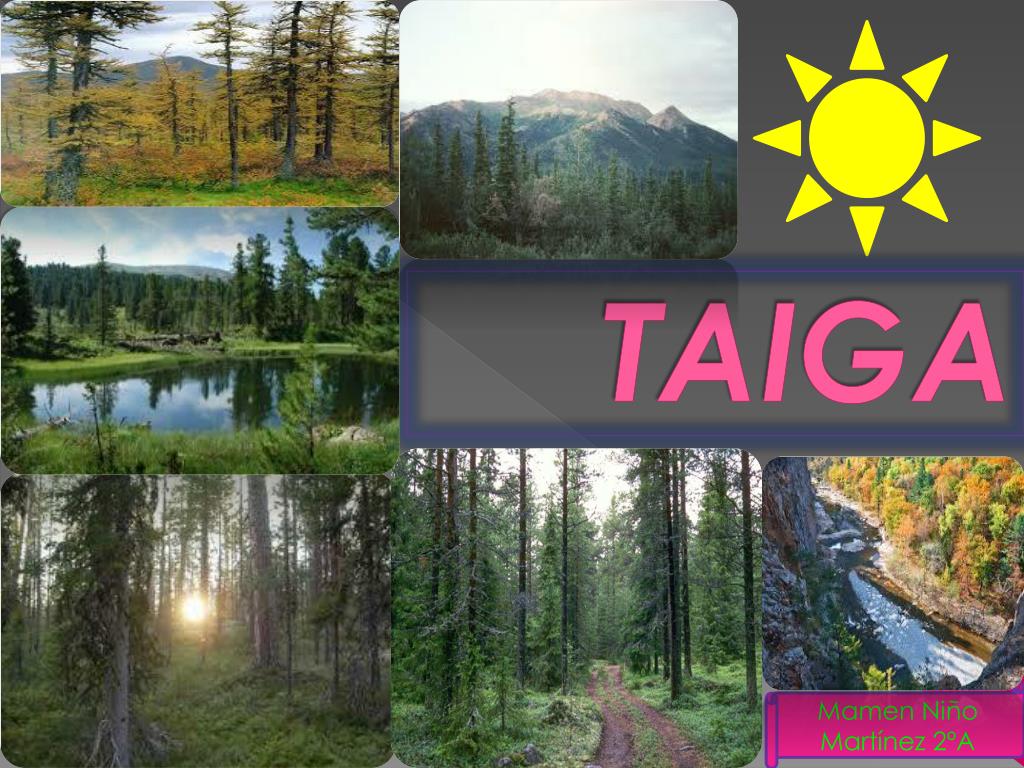 PPT - TAIGA PowerPoint Presentation, free download - ID:4931926