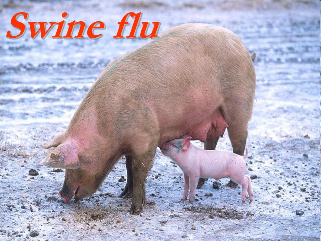 PPT - Swine flu PowerPoint Presentation, free download - ID:4932916