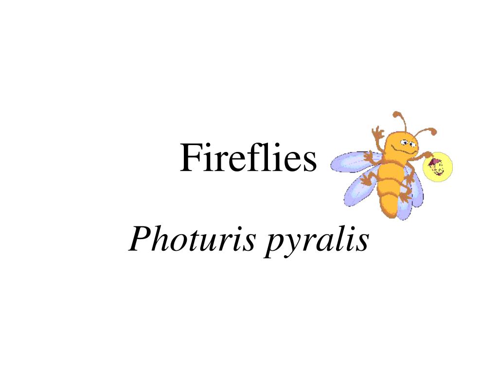 PPT - Fireflies PowerPoint Presentation, free download - ID:4933139