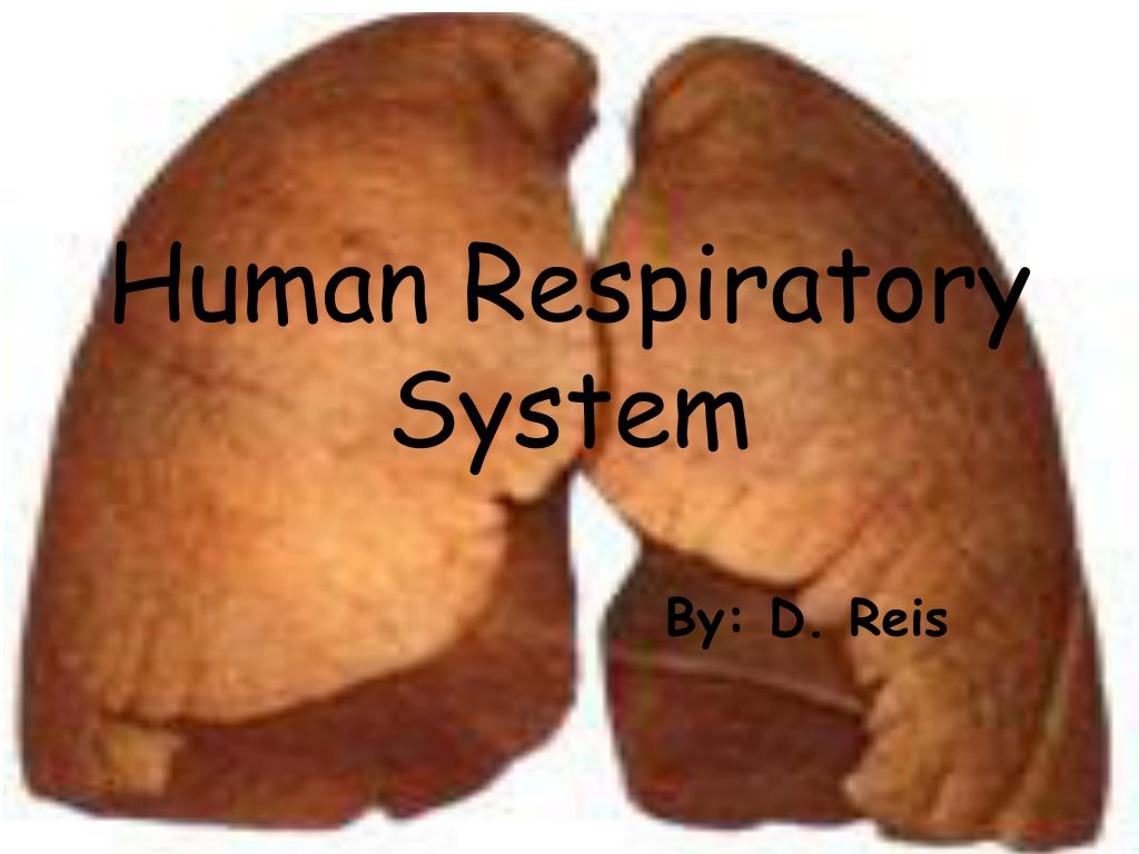 PPT - Human Respiratory System PowerPoint Presentation, free download ...