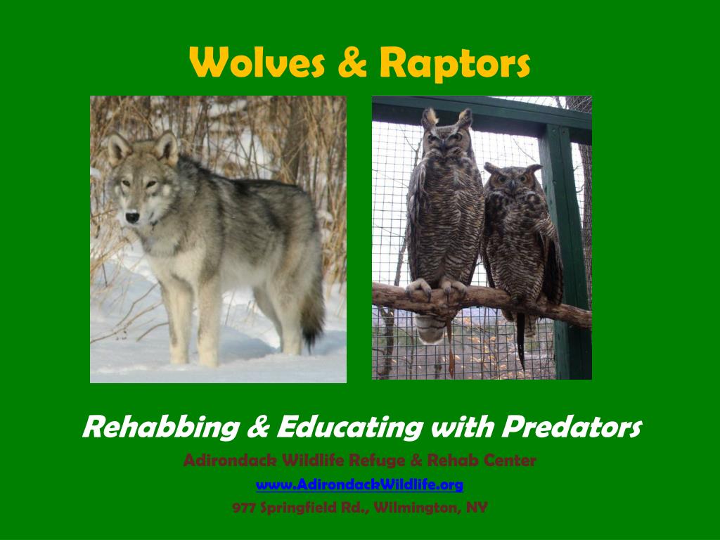 PPT - Wolves & Raptors PowerPoint Presentation, free download - ID:4937731
