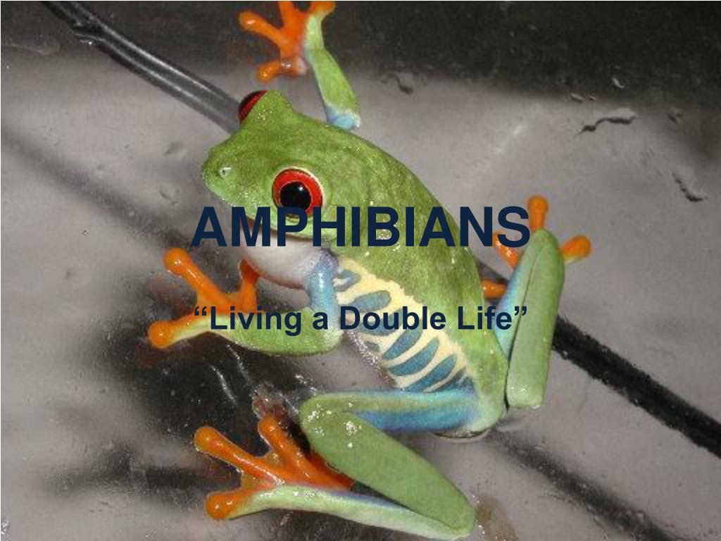 PPT - AMPHIBIANS PowerPoint Presentation, free download - ID:4941538