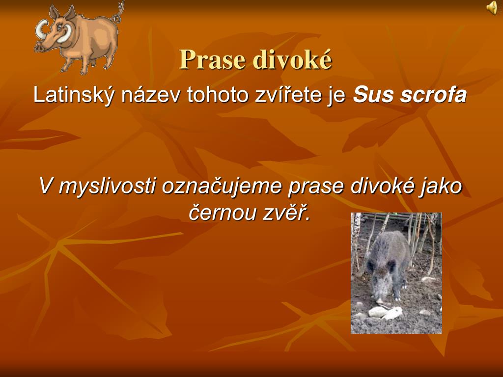 PPT - Prase divoké PowerPoint Presentation, free download - ID:4957111