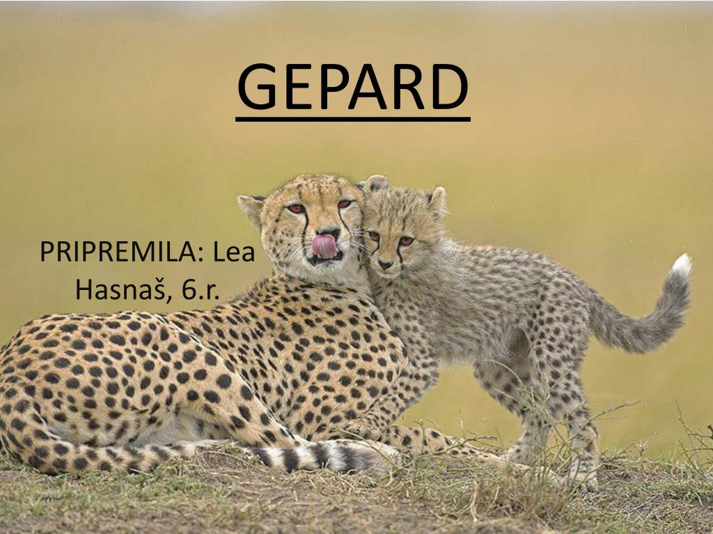 PPT - GEPARD PowerPoint Presentation, free download - ID:4957706