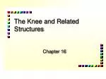 PPT - Sports related Knee Contusion PowerPoint Presentation, free ...
