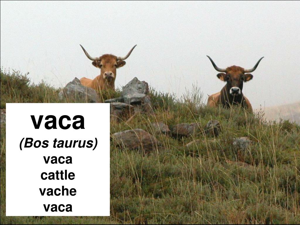 PPT - vaca (Bos taurus) vaca cattle vache vaca PowerPoint Presentation ...