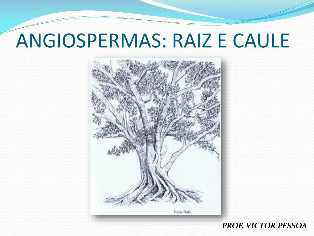 PPT - ANGIOSPERMAS: RAIZ E CAULE PowerPoint Presentation, free download ...
