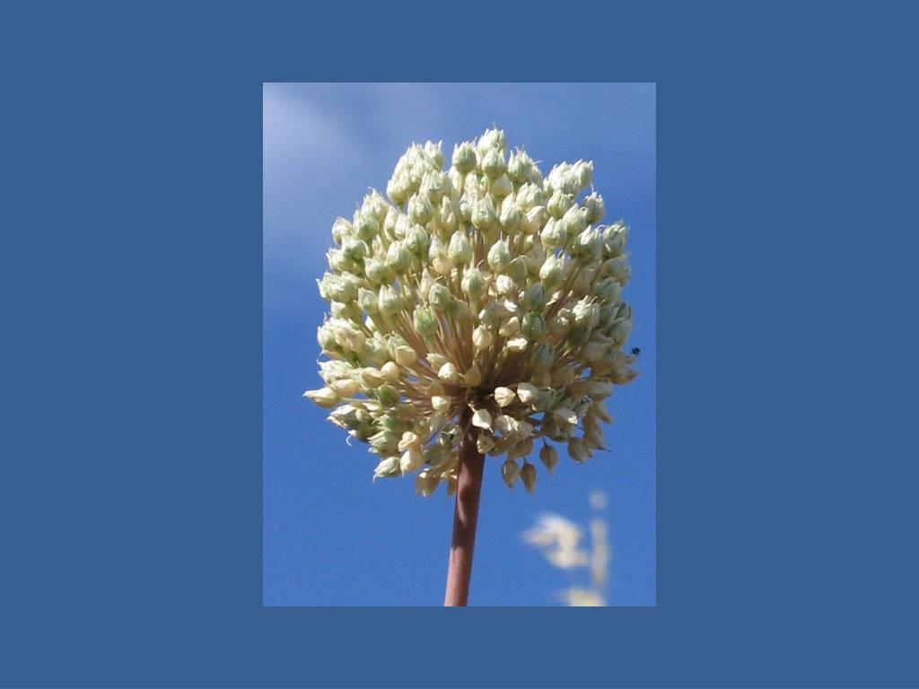 PPT - Pag PowerPoint Presentation, free download - ID:4984665