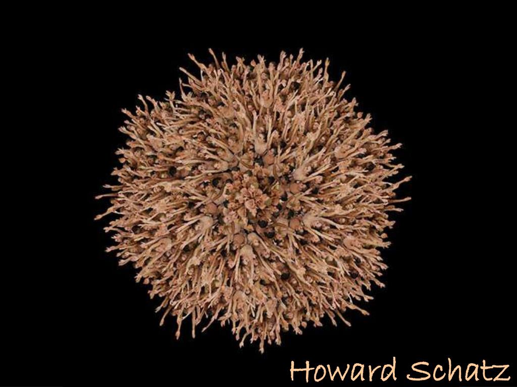 PPT - Howard Schatz PowerPoint Presentation, free download - ID:4993311