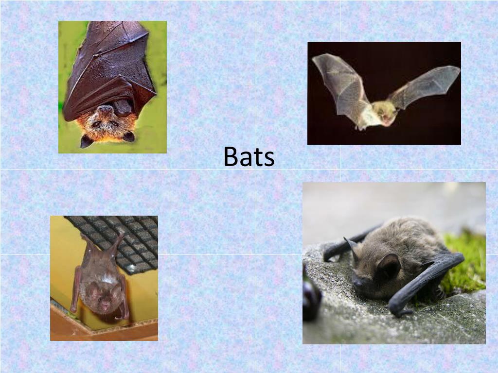 PPT - Bats PowerPoint Presentation, free download - ID:5005300