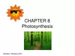 PPT - Chapter 8 Photosynthesis PowerPoint Presentation, free download ...