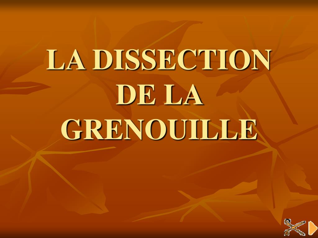 PPT - LA DISSECTION DE LA GRENOUILLE PowerPoint Presentation, free ...