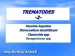 PPT - Trematodes PowerPoint Presentation, free download - ID:9313270