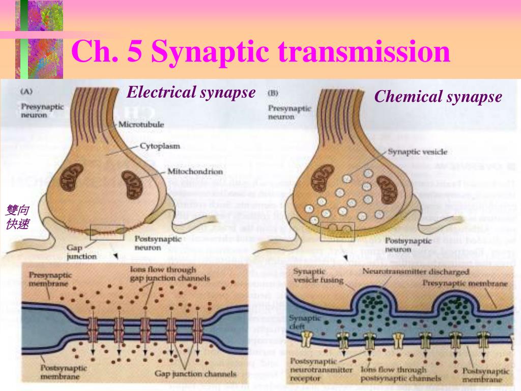 PPT - Ch. 5 Synaptic transmission PowerPoint Presentation, free ...