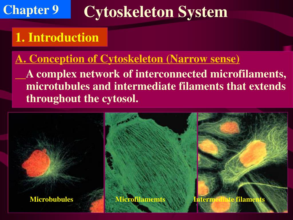 PPT - Cytoskeleton System PowerPoint Presentation, free download - ID ...