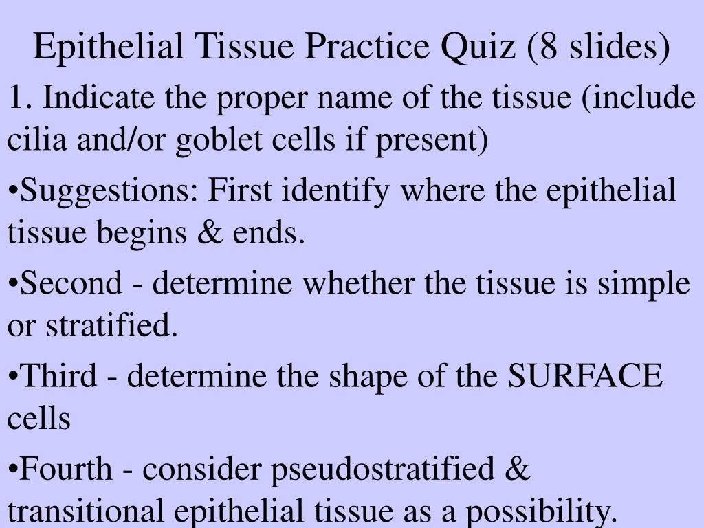 PPT - Epithelial Tissue Practice Quiz (8 slides) PowerPoint ...