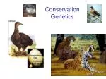 PPT - Conservation Genetics PowerPoint Presentation, free download - ID ...