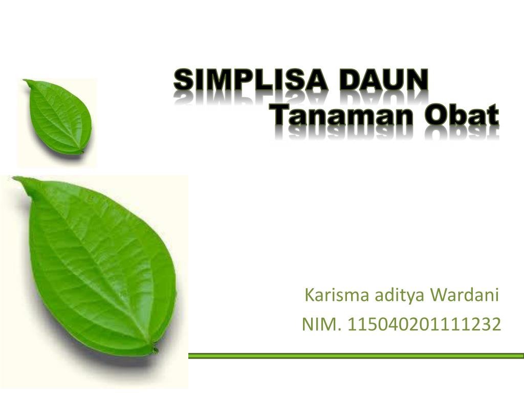 PPT - SIMPLISA DAUN Tanaman Obat PowerPoint Presentation, free download ...