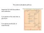 PPT - The Rapoport-Luebering Pathway PowerPoint Presentation, free ...