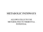 PPT - Summary of Metabolic Pathways PowerPoint Presentation, free ...