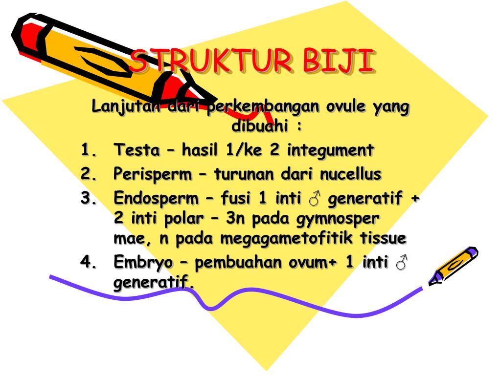 PPT - STRUKTUR BIJI PowerPoint Presentation, free download - ID:5083195