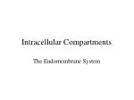PPT - Intracellular Compartments and Protein Sorting PowerPoint ...