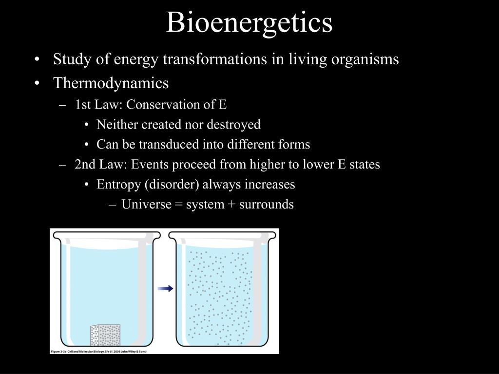 PPT - Bioenergetics PowerPoint Presentation, free download - ID:5085651